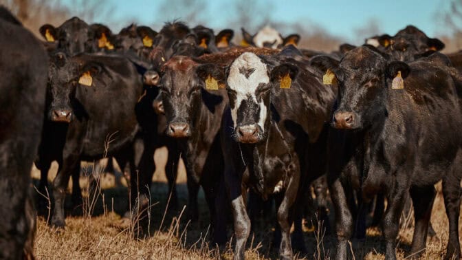 Operations - Choctaw Ranches