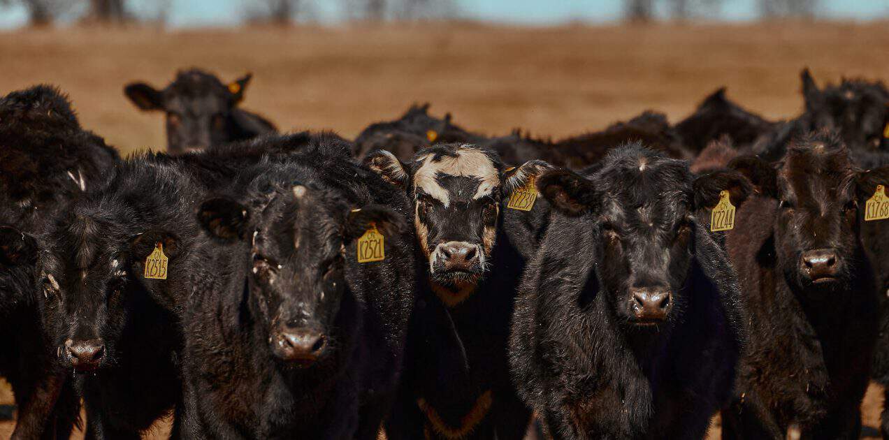 Programs - Choctaw Ranches